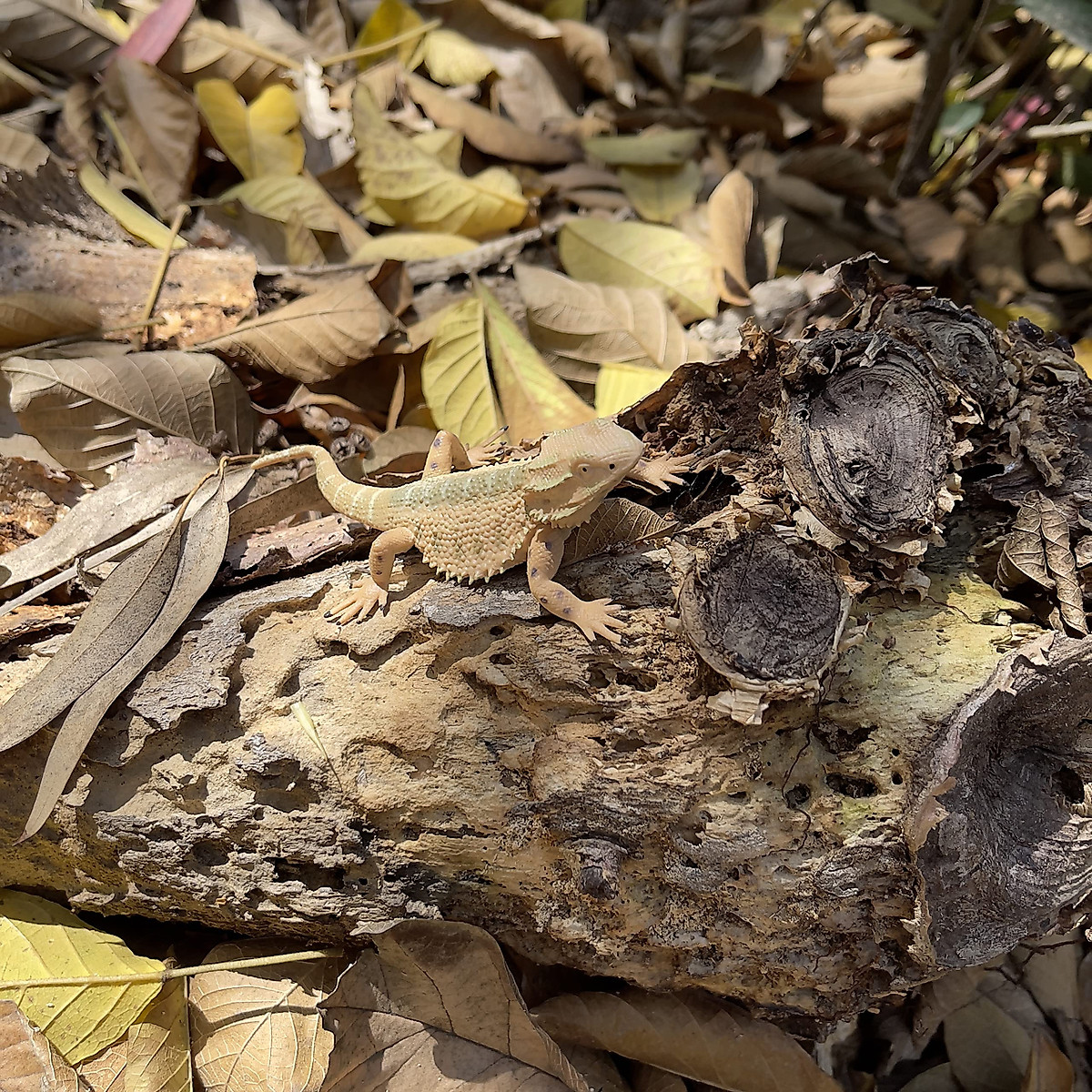 NAKIMO Bearded Dragon Animal Figurine Lizard Toy Realistic Reptile Figures for Decoration, Science Education, Prank Props (Bearded Dragon)