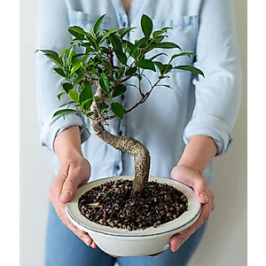 From You Flowers - Beginner Ficus Indoor Bonsai Tree for Birthday, Anniversary, Get Well, Congratulations, Thank You