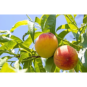 Peach Tree Seeds - 2 Large Seeds - Grow Fruit Bearing Bonsai - Made in USA. Ships from Iowa