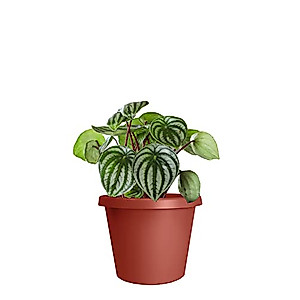 The HC Companies 10 Inch Round Prima Planter - Plastic Plant Pot with Rolled Rim for Indoor Outdoor Plants Flowers Herbs, Clay
