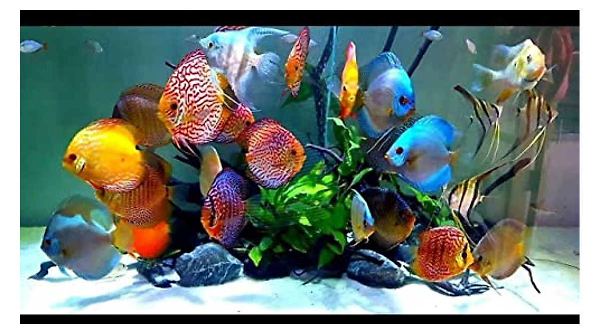 Standard Fusion Aquarium Thermometer - Pack of 3