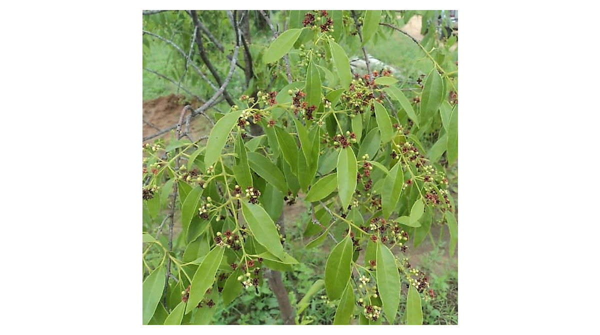 CHUXAY GARDEN Santalum Album Seed,Indian Sandalwood 10 Seeds Exotic ...