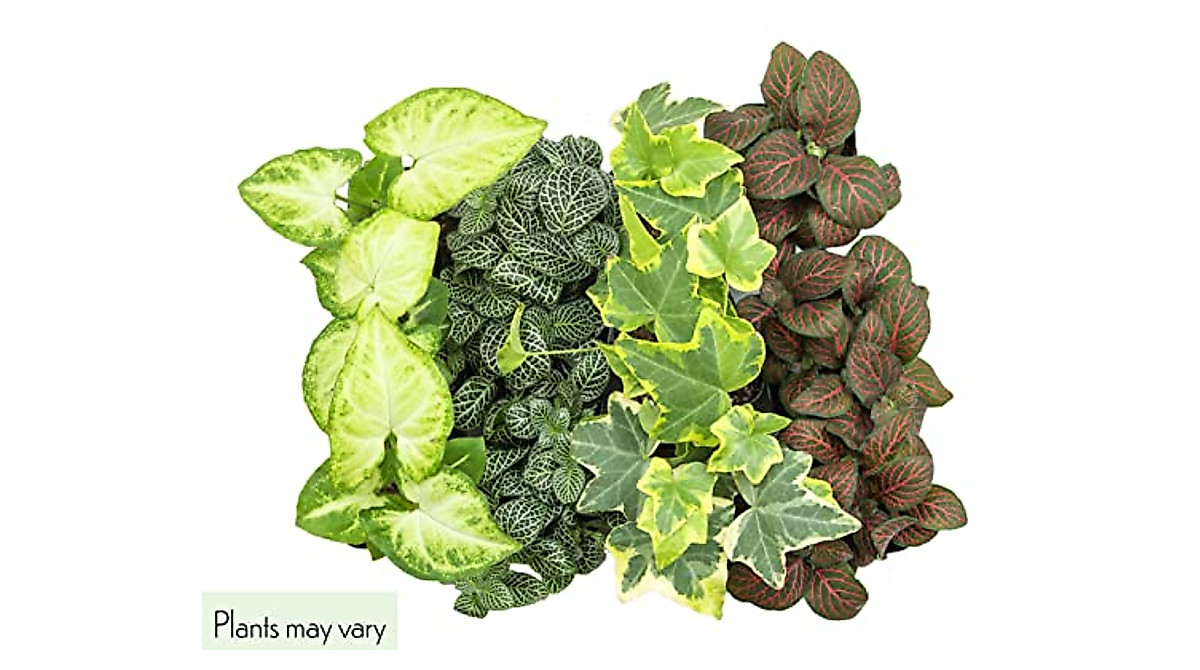 Easy to Grow Houseplants - 12 Pack for Home & Office Decor