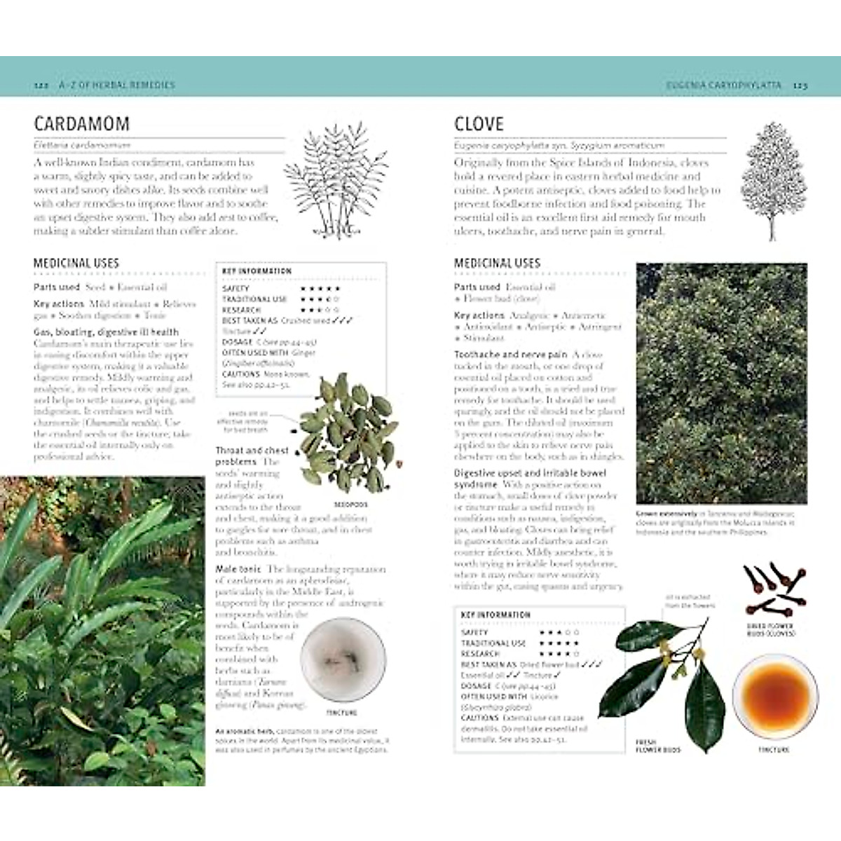 Herbal Remedies Handbook: More Than 140 Plant Profiles; Remedies for Over 50 Common Conditions