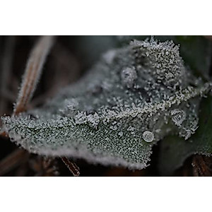 NIKKOR Z MC 105mm f/2.8 VR S