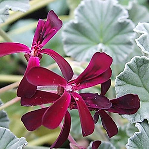 CHUXAY GARDEN Pelargonium Sidoides,African Geranium,South African Geranium 30 Seeds Lovely Red Flowers Showy Accent Plant Striking Flowering Plants Great for Planting
