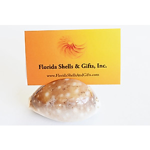 Set of 6 Genuine Seashell Place Card Holders Beach Wedding Favor Nautical Party Decor Sea Shell Table Sets