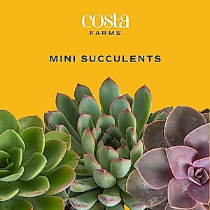 Costa Farms Live Succulent Plants (12-Pack), Mini Succulent Assortment Potted in Nursery Plant Pots, Grower's Choice Indoor Houseplants, Bulk Gift for Baby Shower, Wedding, Party, 2-Inches Tall