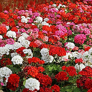 Outsidepride Geranium Garden Flower Seed Plant Mix for Containers, Baskets, Beds, & Window Boxes - 100 Seeds