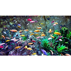 Aquaetic Potassium Permanganate Solution 4 Oz