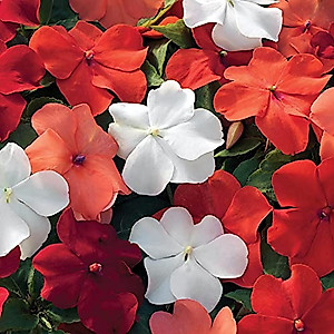 Outsidepride Impatiens Xtreme Hot Shade Garden Flower Plants for Pots, Hanging Baskets, Containers, Window Boxesx - 150 Seeds