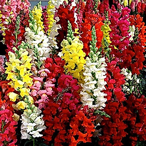 Multicolor Tall Snapdragon Seed Mix 1000+ Seeds for Planting Non-GMO