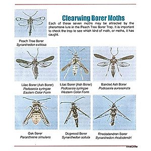Peach Tree Borer & Clearwing Moth Trap (2 Pack, 8 Week)