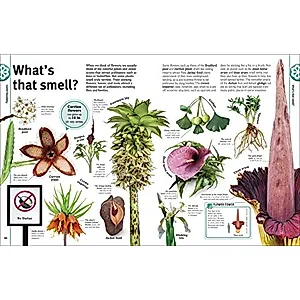 Trees, Leaves, Flowers and Seeds: A Visual Encyclopedia of the Plant Kingdom (DK Our World in Pictures)