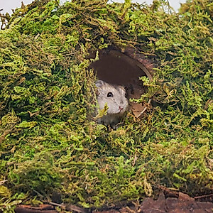 DR.DUDU 15L Forest Moss for Hamster Bedding Nesting, Syrian Gerbils Hamster Cages Accessories, Perfect for Small Animals Terrarium Moss