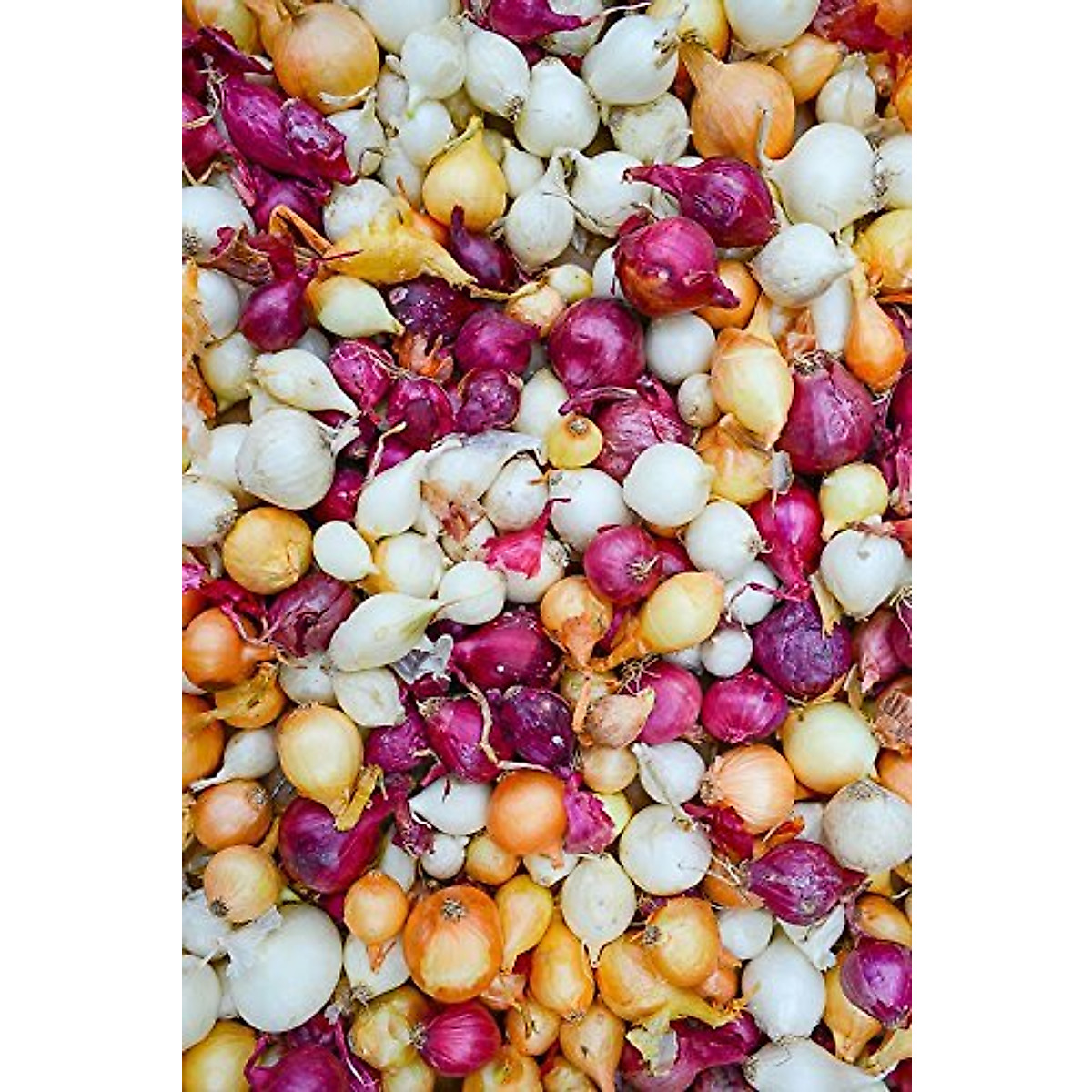 Mix, Red,Yellow,White,Onion Sets, (40 Bulbs) Garden Vegetable