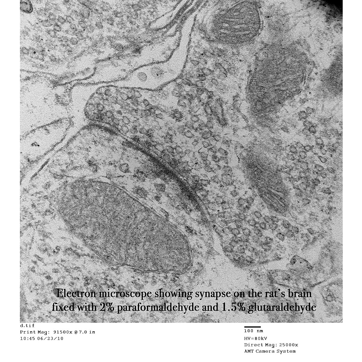 Paraformaldehyde, 4% in PBS - 500 mL - PFA04-500R