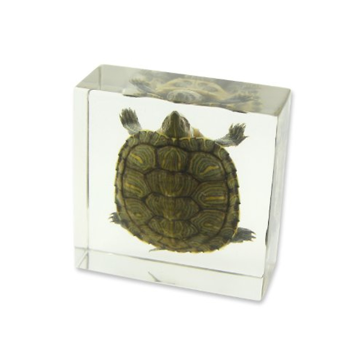 REALBUG Turtle Specimen