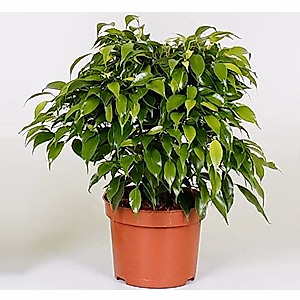 Ficus Benjamina Bonsai Weeping Fig Tree Benjamin Fig Ficus Tree Java Fig Chinese Banyan 20+ Seeds for Planting