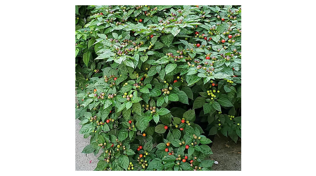 Grow 50 Wiri Wiri Pepper Chili Seeds - Easy Perennial Garden