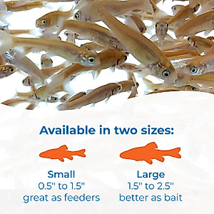 Toledo Goldfish Rosie Red Minnows - Versatile Live Fish Perfect for Aquariums or as Feeder Fish for Ponds - Small, 1,000 Count