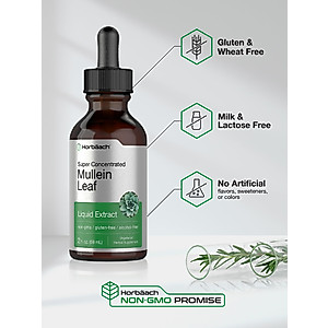 Horbäach Mullein Leaf Tincture Drops | 2 fl oz | Alcohol Free Liquid Extract | Vegetarian, Non-GMO & Gluten Free Herbal Supplement