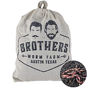 Brothers Worm Farm 1/2 Lb European Nightcrawlers Live Worms for Fishing & Composting (~150 Count). Larger Than Red Wigglers and Great Worms for Fishing, Composting, & Gardens