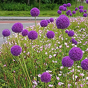 CHUXAY GARDEN Giant Allium-Allium Giganteum,Ornamental Onion 50 Seeds All Season Ornamental Onion Seed