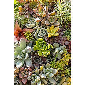 Mixed Color 200pcs Rare Succulents Seeds Garden and Home Bonsai Flower Plant