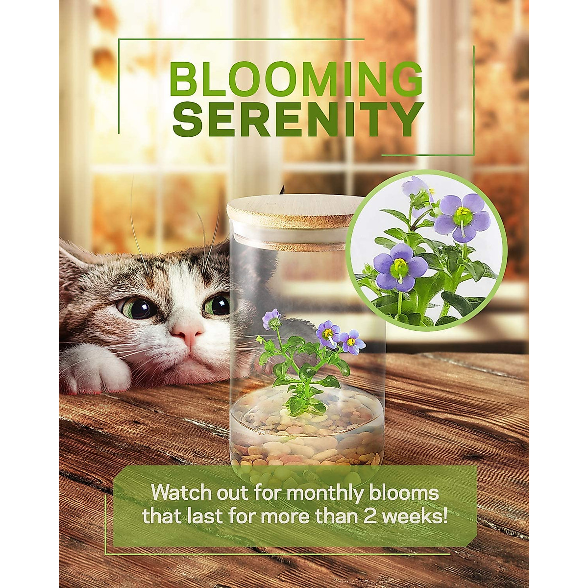 Bloomify Persian Violet (Exacum Affine) - Live Flower Terrarium in Self Sustaining Glass Jar, Maintenance Free and Blooms All-Season, Great Unique Gift and Home Decor, 100% Growth Guarantee