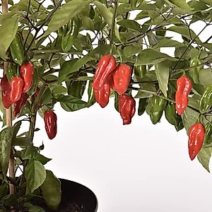 CHUXAY GARDEN Naga Morich Seed,Hot Pepper 20 Seeds Superhot Chilli Red Vegetable Unique Flavor Taste Great for Cooking