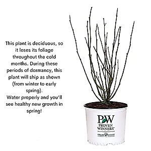 2 Gallon Proven Winners Blue Chiffon Hibiscus