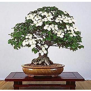Flowering Dogwood Tree Seeds - 20 Seeds - Made in USA, Ships from Iowa. Beautiful Flowering Tree Seeds for Planting