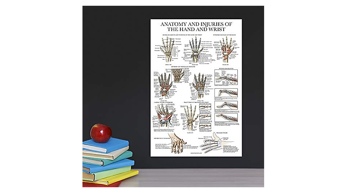 Laminated Hand & Wrist Anatomy Chart - Durable & Detailed