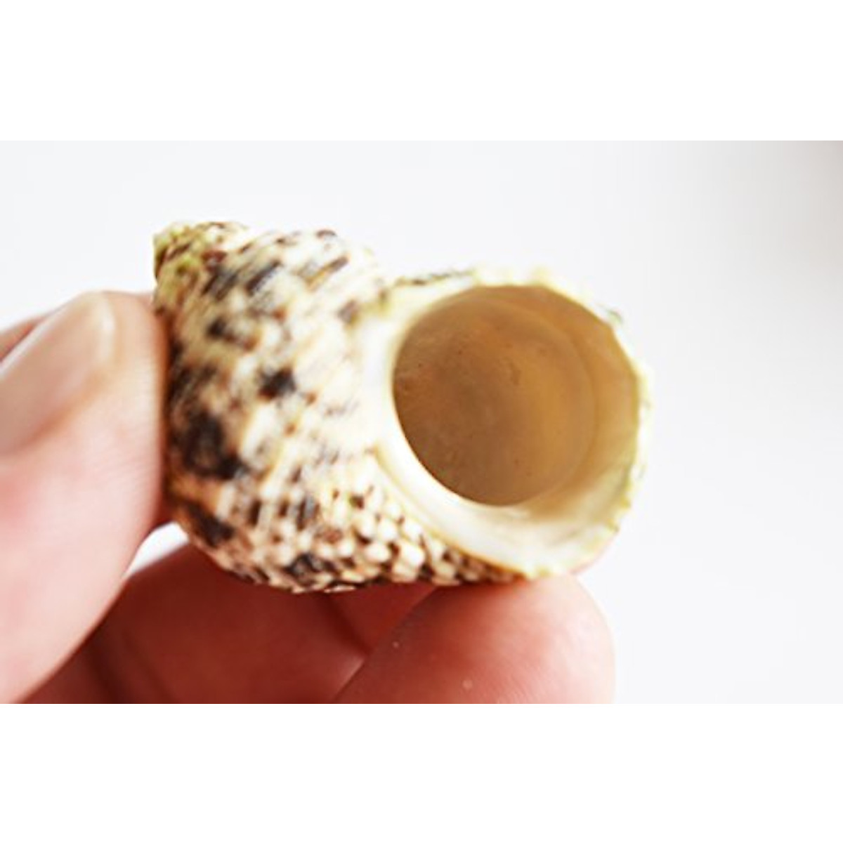 FSG - Select 10 Hermit Crab Shells Deluxe Turbo Changing Seashells Medium 1"-2" Size (Opening Size 1/2" - 1") Beautiful