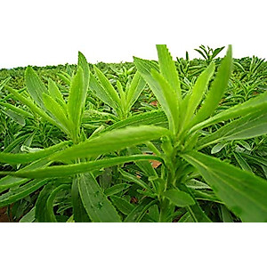 100+ Stevia Rebaudiana Sweetleaf Seeds Rare Edible Heirloom Sugar Garden Plant
