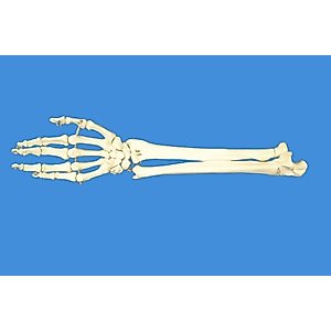 Wellden Product Anatomical Human Right Hand with Ulna and Radius Skeleton Model, Life Size