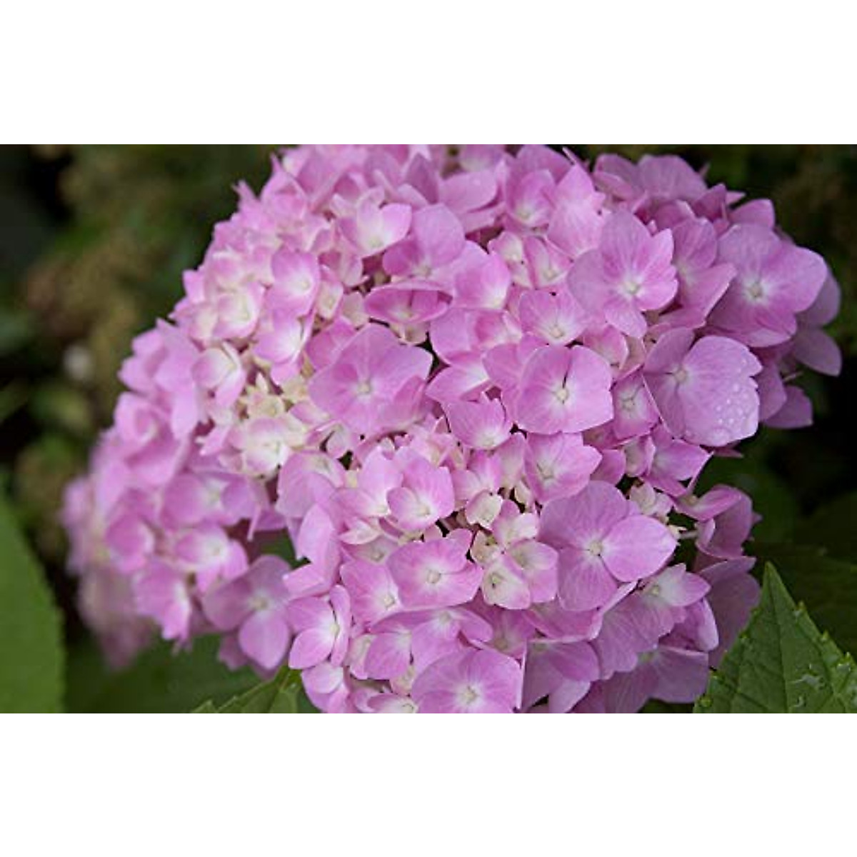 Endless Summer Original Hydrangea, 1 Gal, Blue