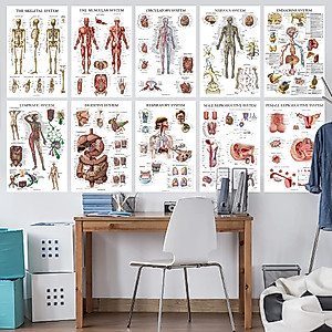 10 Pack - Anatomy Posters - Paper (Not Laminated) - Muscular, Skeletal, Digestive, Respiratory, Circulatory, Endocrine, Lymphatic, Male & Female Reproductive, Nervous System, Anatomical Charts 18"x24"