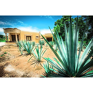 Zodax | Agave Azul 7 Piece Tequila Serving Set | With 6 Shot Glasses, 1 Metal Stand | Antique Rust Finish