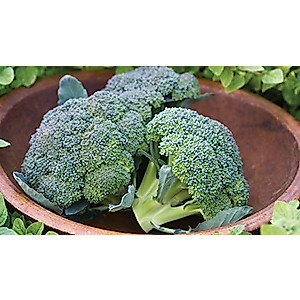 Gaea's Blessing Seeds - Broccoli Seeds - Waltham 29 - Non-GMO with Easy to Follow Instructions Open Pollinated, 94% Germination Rate