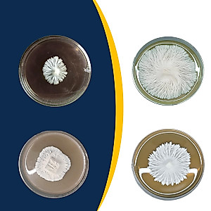 Prepoured Potato Dextrose Agar Petri Dishes (PDA) for Mushroom Cultivation, Petri Dishes with Agar, Ready to Use Prepoured Agar Plates (10 Pieces)