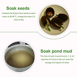 Natural Lotus Pond Mud 500g Water Lily Planting Silt Garden Fertile Bonsai Flower Nutrient Soil for Aquatic Plant Cultivation