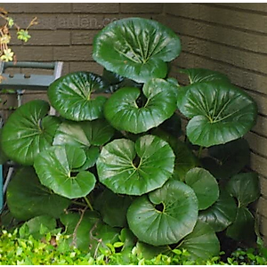 CHUXAY GARDEN 100 Seeds Farfugium Japonicum Seed,Leopard Plant,Ligularia Tussilaginea Perennial Herb Plant Showy Display