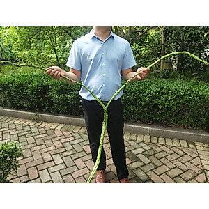 Flexible Bend-A-Branch Reptile Vines，Terrarium Decor,Long Jungle Climber Vines Habitat Decor for Chameleon Climbing Lizards Snakes and More Small Animals