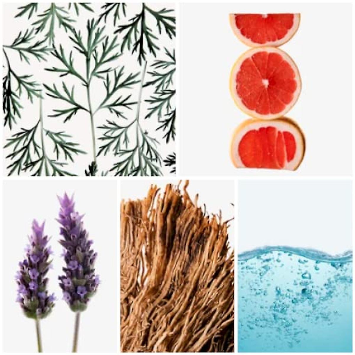 Banderas Antonio Perfumes - King of Seduction Absolute - Eau de Toilette for Men - Long Lasting - Fresh, Masculine and Elegant Fragance - Woody and Moss Notes - Ideal for Day Wear - 3.4 Fl Oz