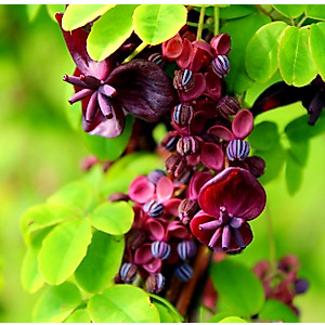 20 Chocolate Vine Seeds for Planting - Akebia quinata, Five Leaf Vine - Ships from Iowa, USA