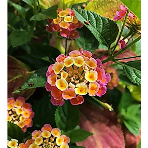 Mixed Colors 100Pcs Lantana Camara Seeds Garden Ornamental Flower Plant Seeds