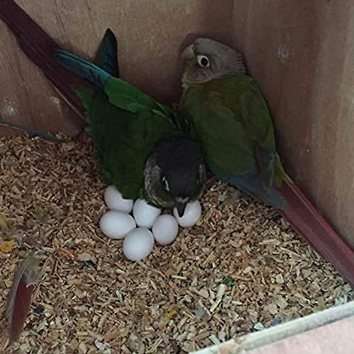 WOLEDOE 8Pcs Fake Bird Eggs, Stop Egg Laying fit Cockatiels, Green Cheeks, Lovebird, Ringneck Dove, Lorikeet, Bourke Parakeet, Quaker Parrots