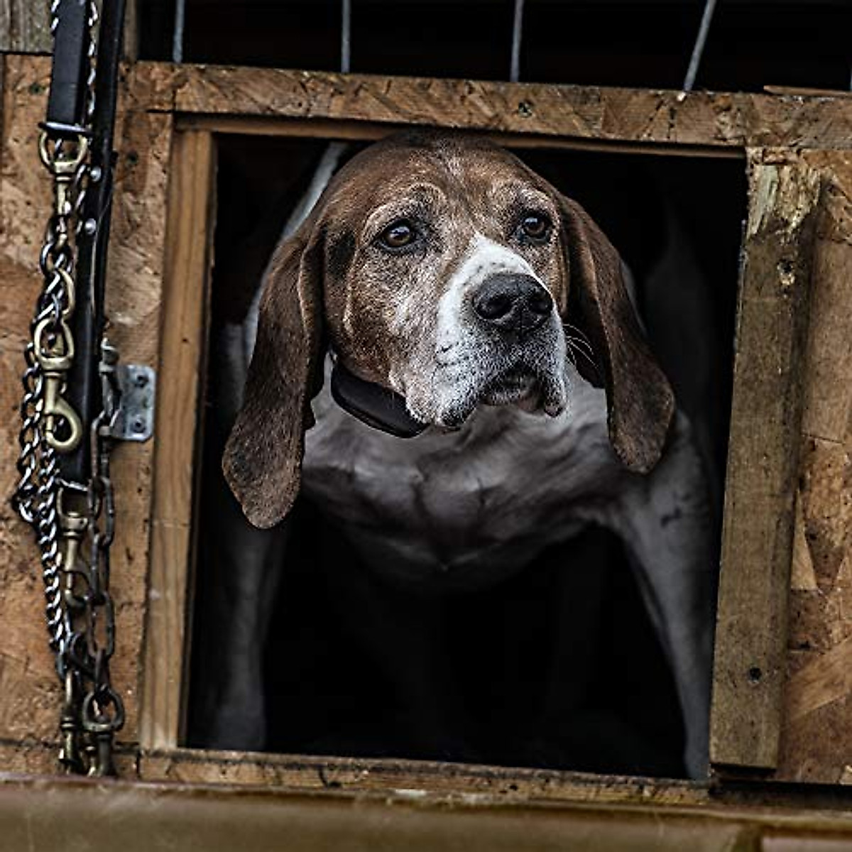 SportDOG Brand NoBark Rechargeable Bark Control Collar - Programmable, Waterproof Bark Collar